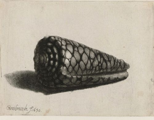 Stories in a Shell: Rembrandt’s Conus marmoreus