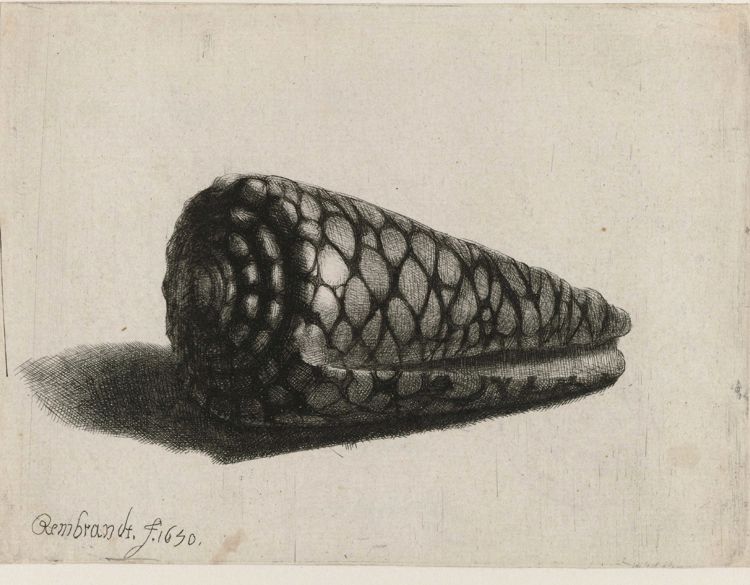 Stories in a Shell: Rembrandt’s Conus marmoreus