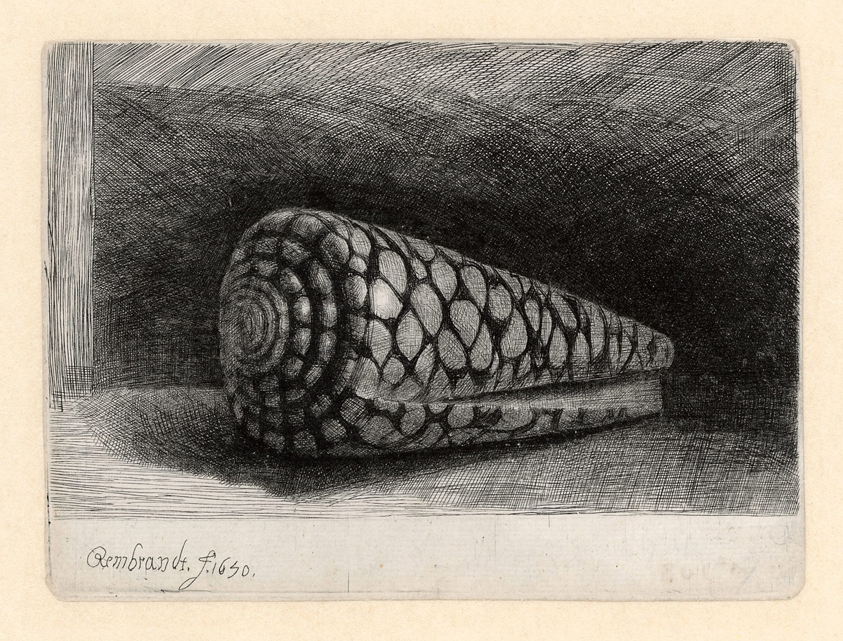 Stories in a Shell: Rembrandt’s Conus marmoreus